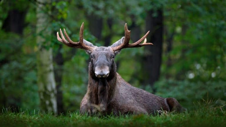 Can You Have A Pet Moose? And Is It Even Legal?