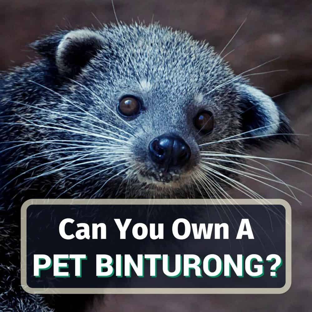 Can You Own A Pet Binturong? Everything You Should Know!